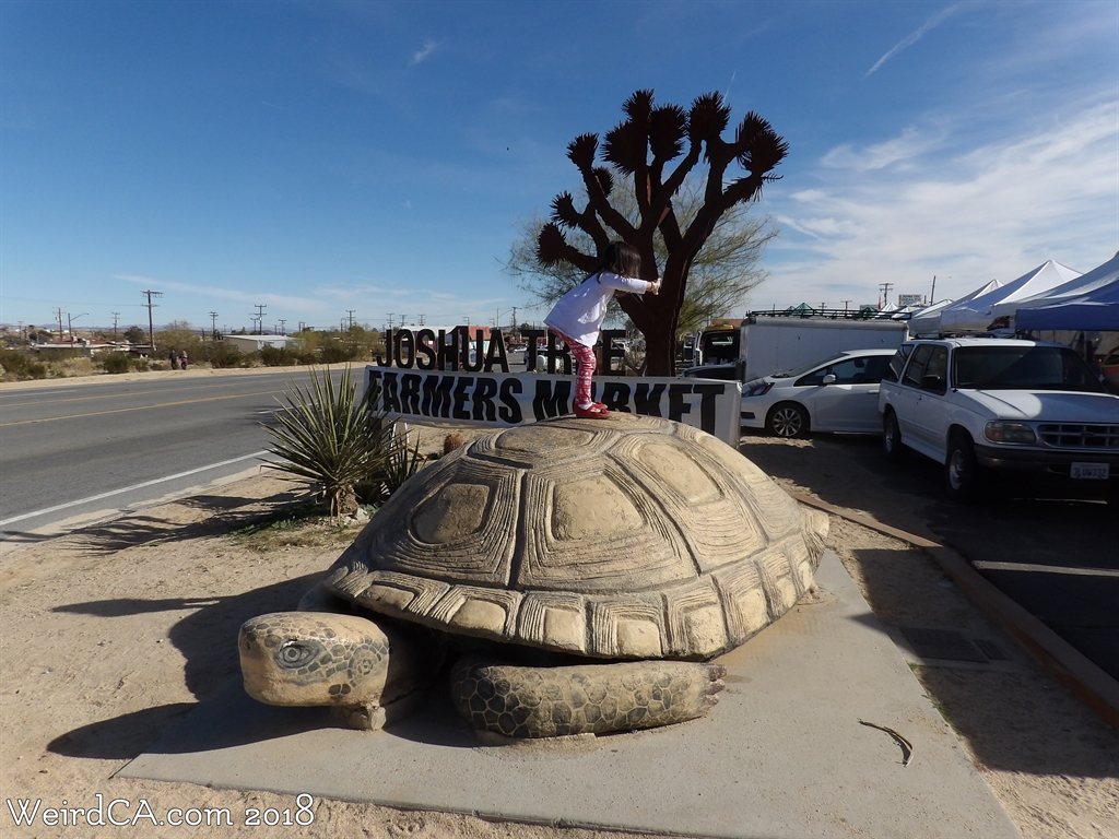World's Largest Desert Tortoise - Weird California