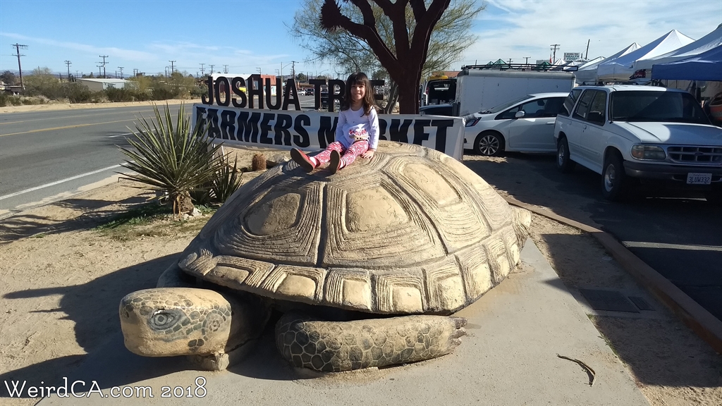 World's Largest Desert Tortoise - Weird California