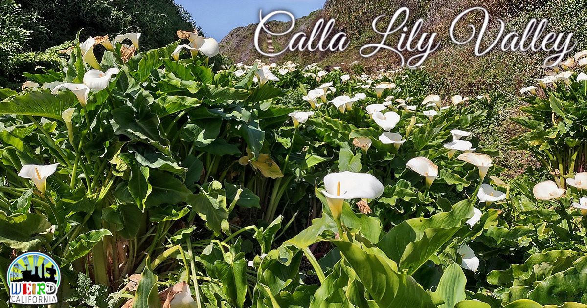 Map: Calla Lily Valley - Weird California