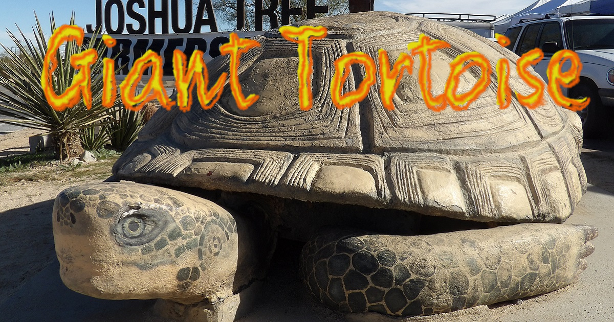 World's Largest Desert Tortoise - Weird California