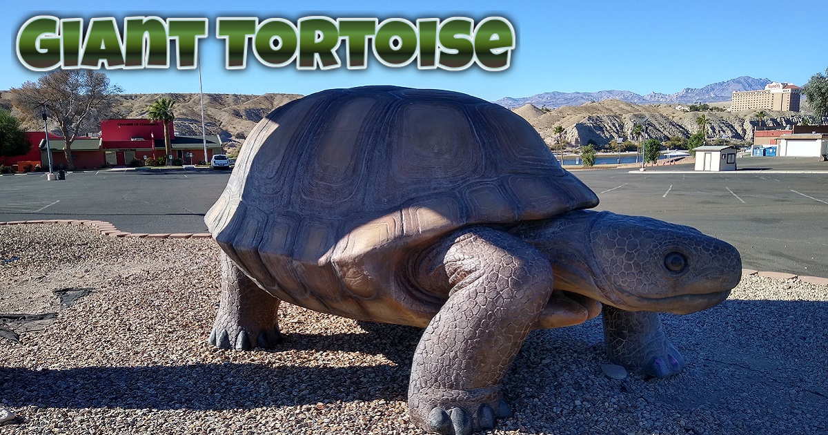 Giant Desert Tortoise (Arizona) - Weird California
