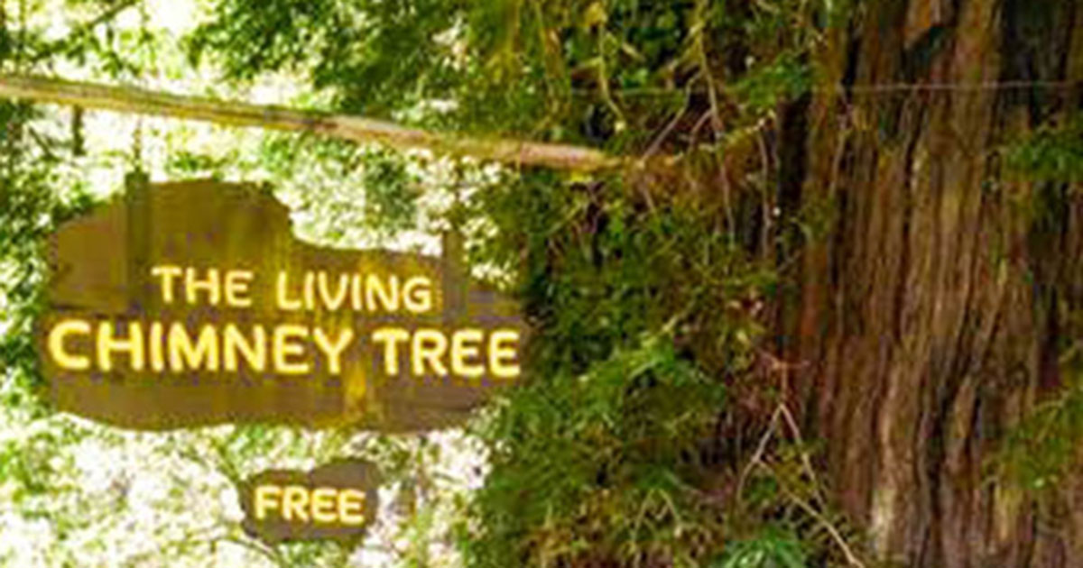 The Living Chimney Tree - Weird California